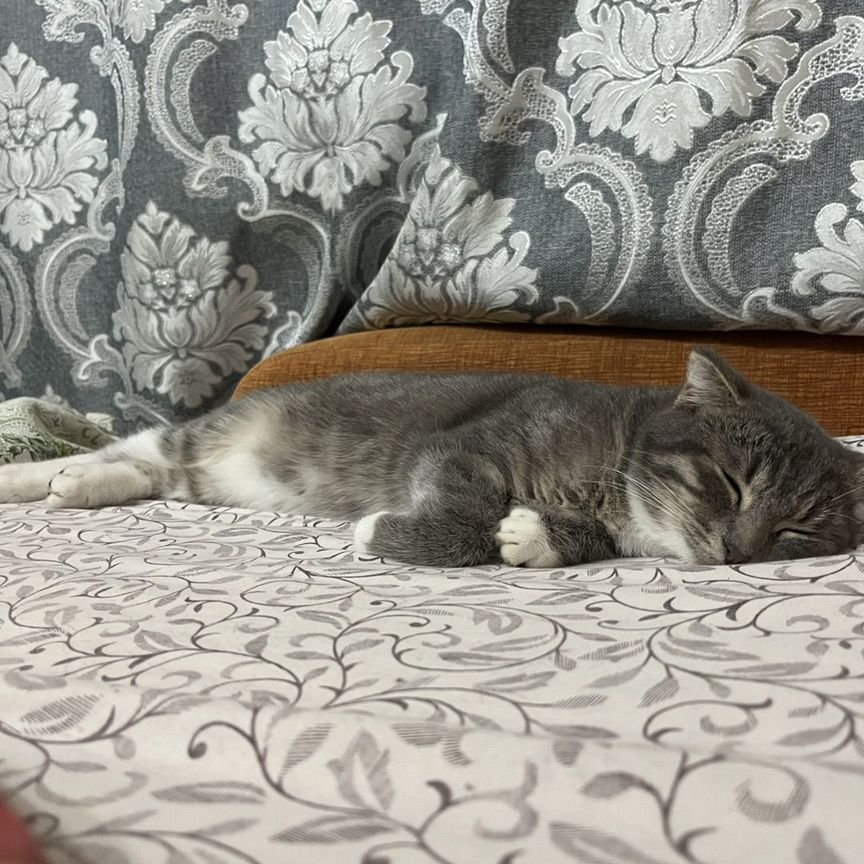 Отлам кошечку в добрые руки