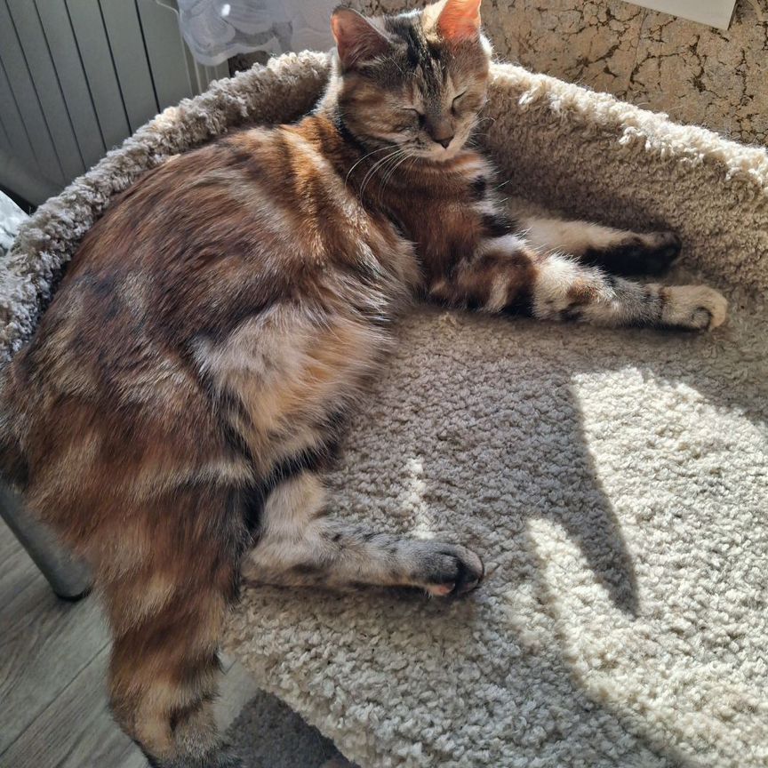 Курильский бобтейл короткошёрстный, кошка вязка