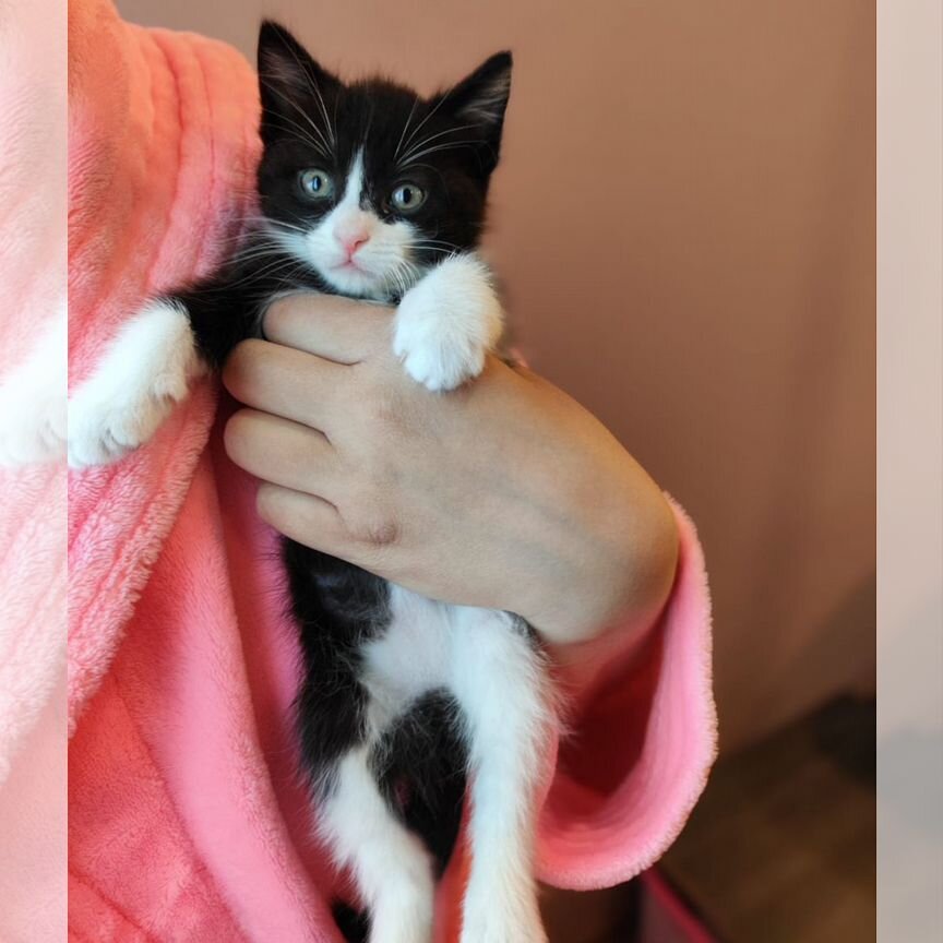 Отдадим котенка в хорошие руки
