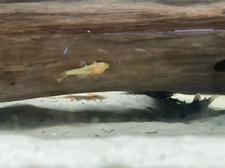 Анциструс мальки