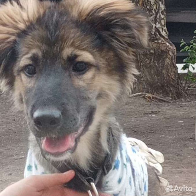 Щенок чебурашка Стерилизована так хочет в семью