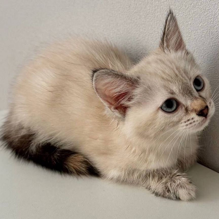 Сибирская Кошка