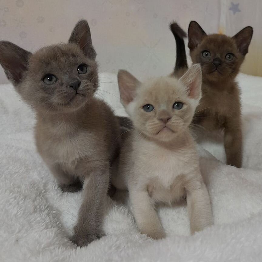 Котята европейской бурмы