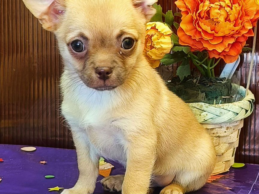 Чихуахуа щенки разных окрасов