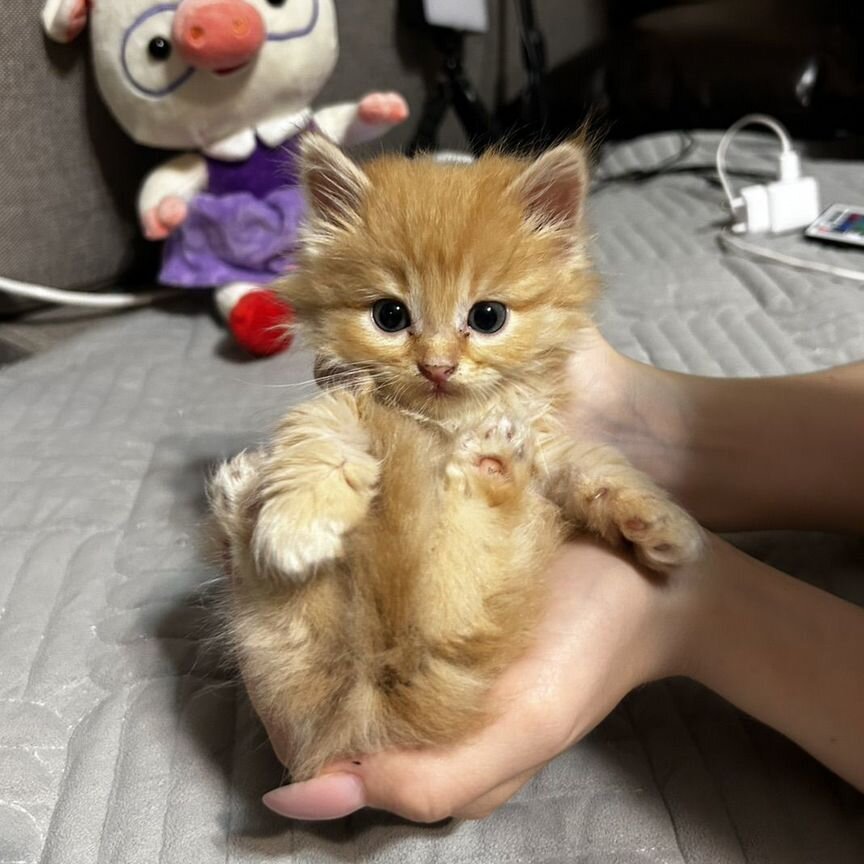 Котёнок от частного владельца