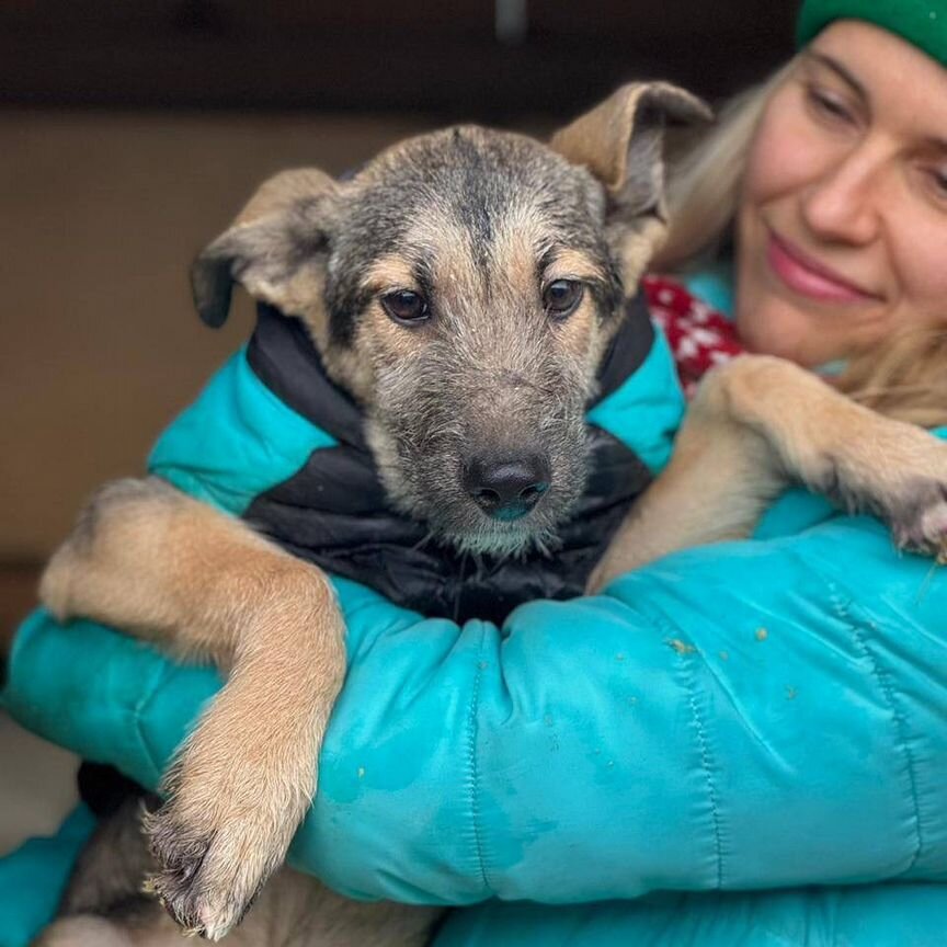 Терьеристая девчушка ласкушка мерзнет и тоскует