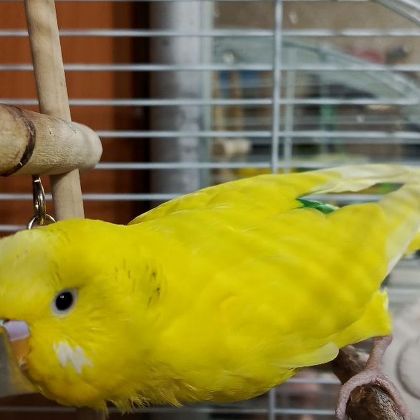 Говорящий волнистый попугайчик, клетка