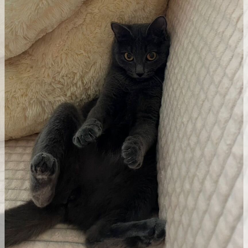 Кошки