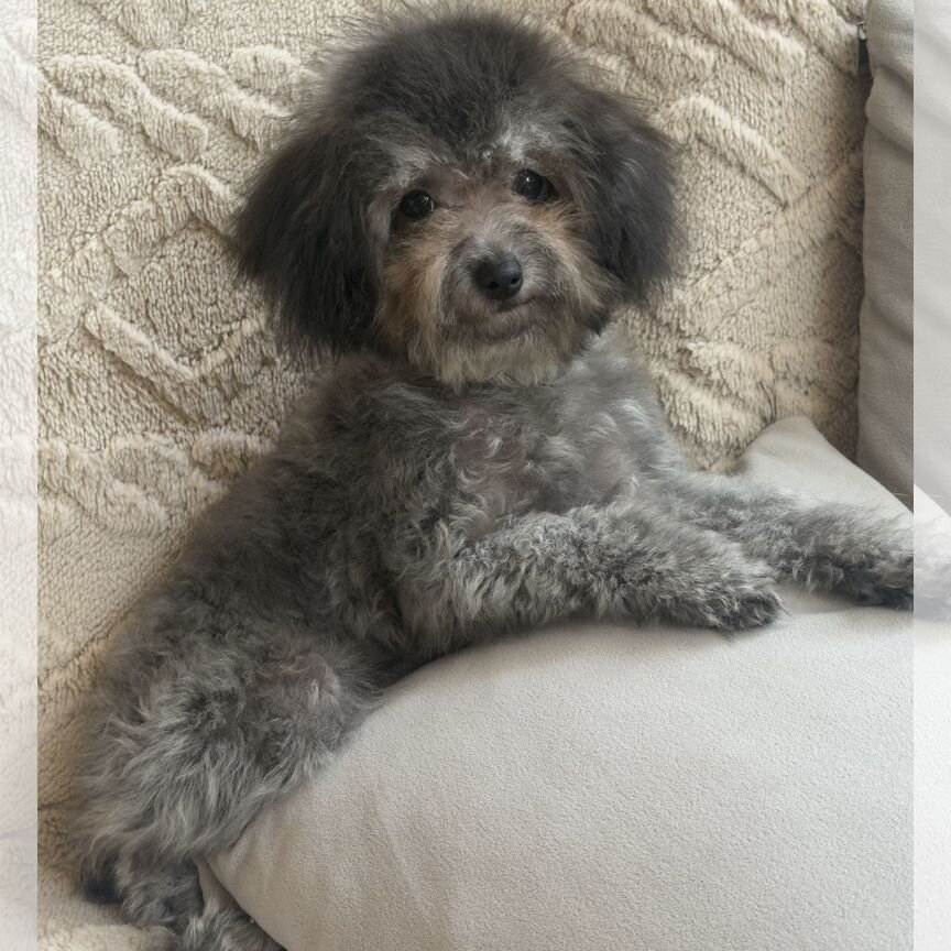 Той-пудель, щенок