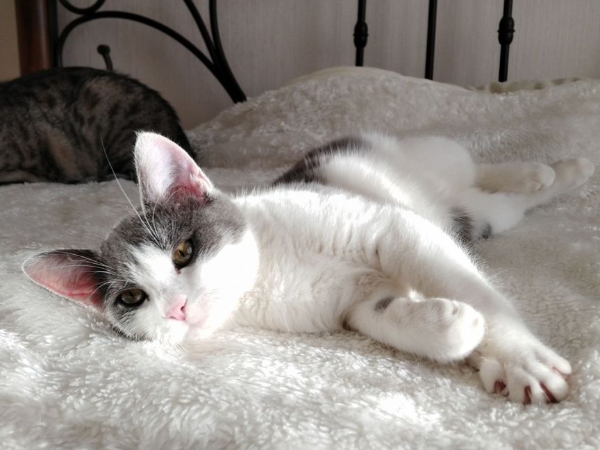 Кошечка Ева