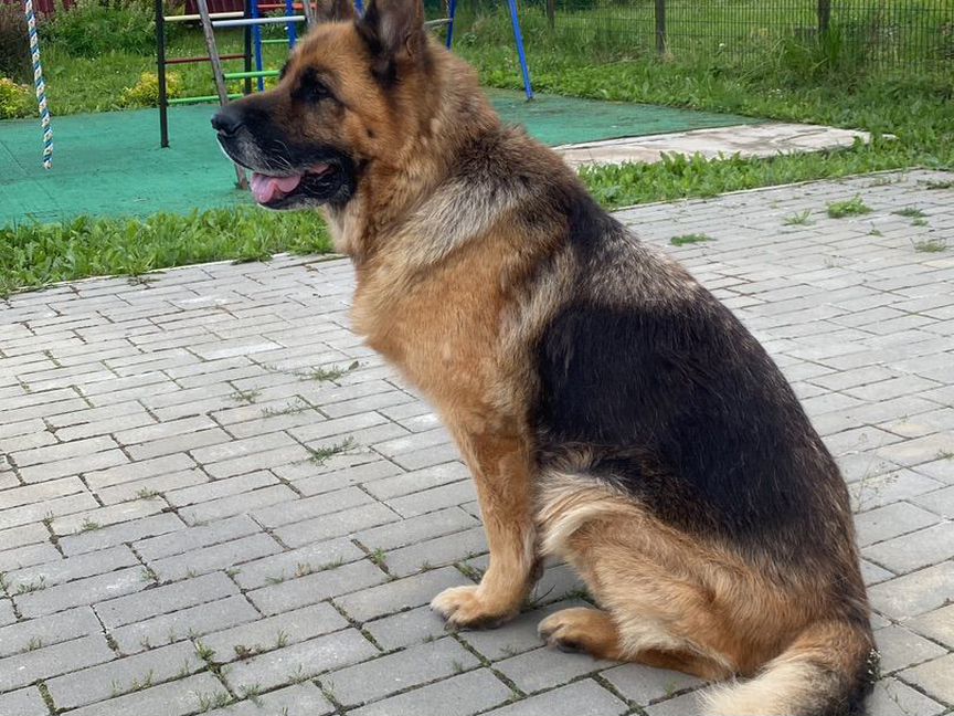 Немецкая овчарка