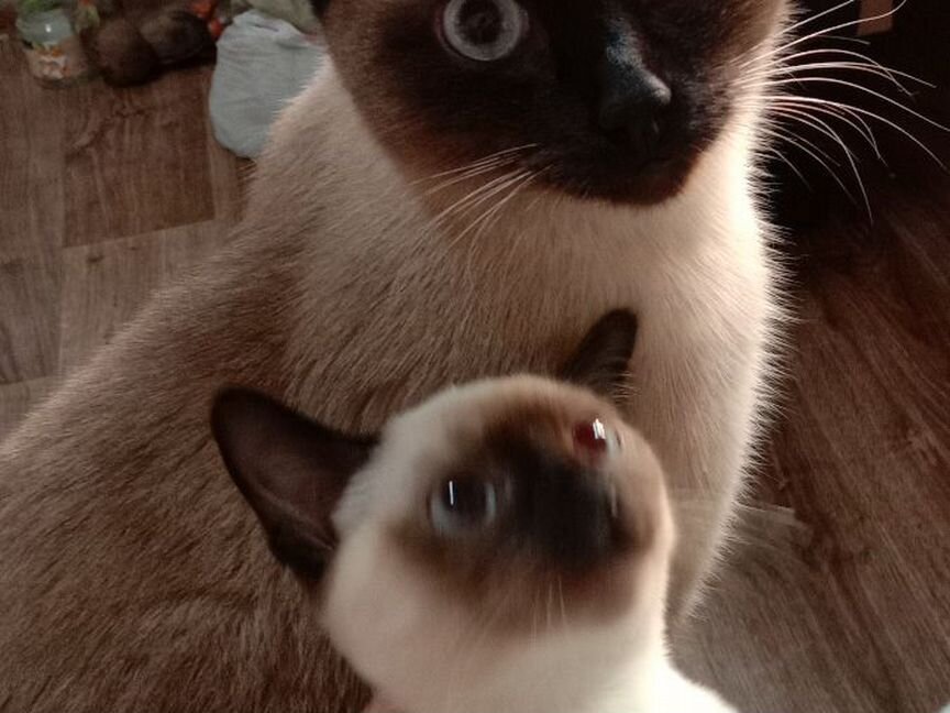 Сиамский кот вязка