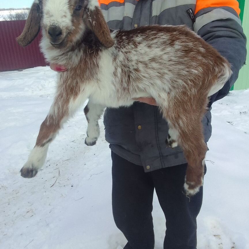 Нубийские козлята