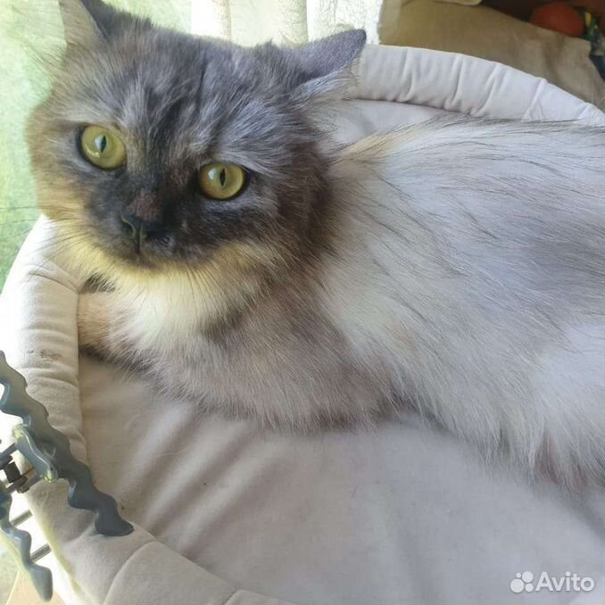 Молодая тайская кошечка