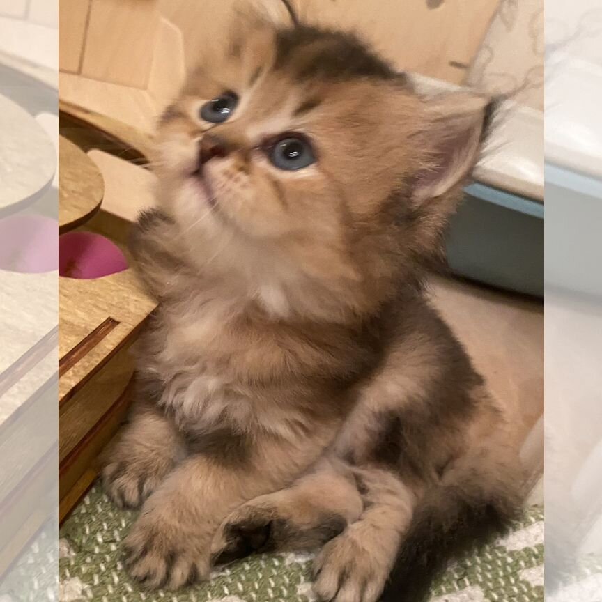 Шотландский прямоухий длинношёрстный котёнок