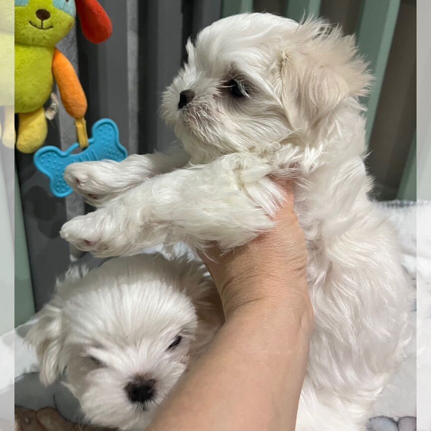 Мальтийская болонка, щенок