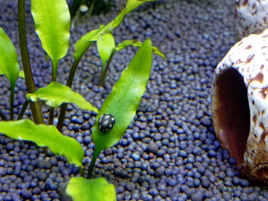 Теодоксус улитка аквариумная