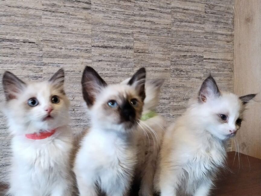 Кошки