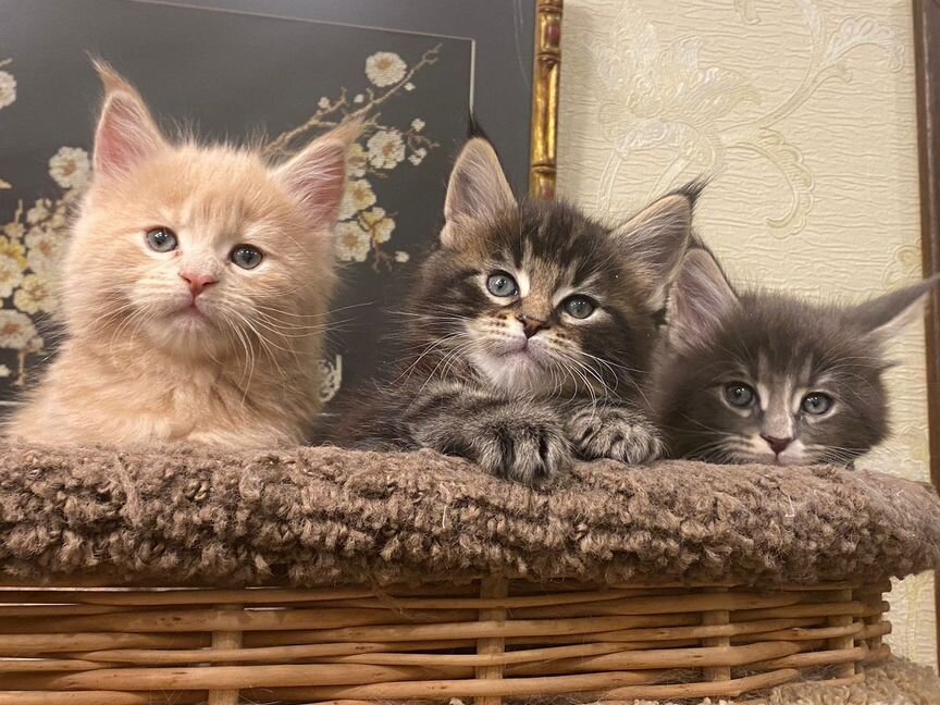 Котята мейн-кун