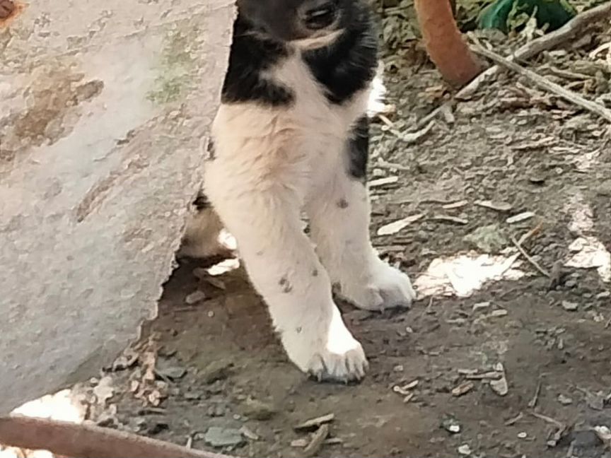 Щенки беспородные