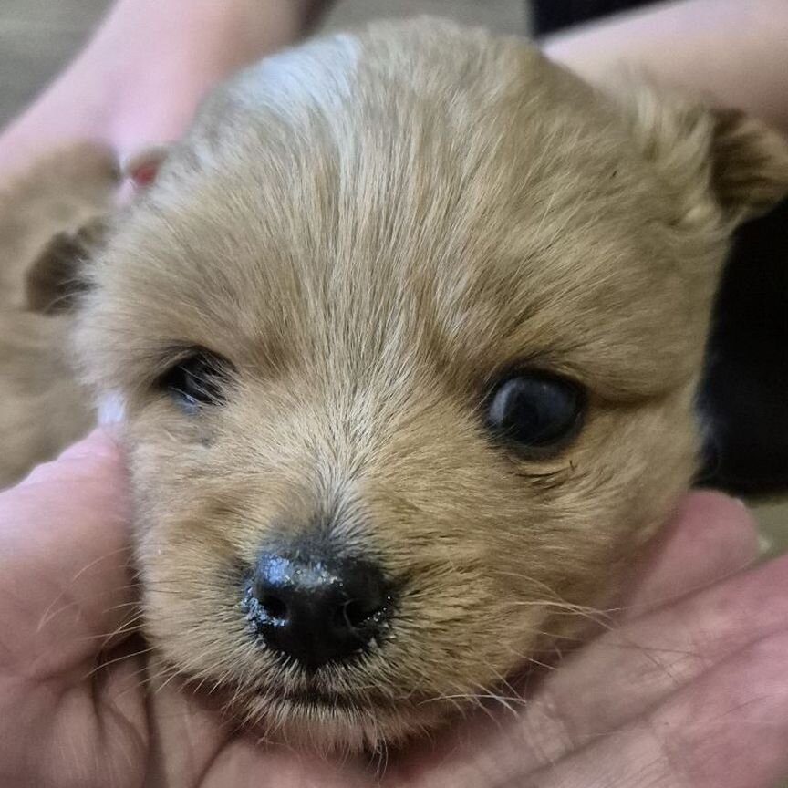 Русская цветная болонка, щенок