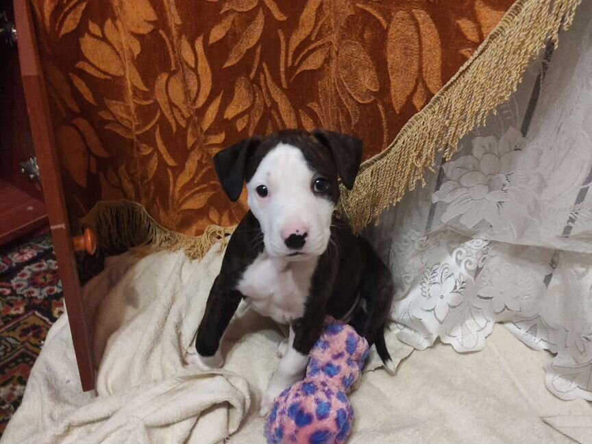 Стаффордширский терьер