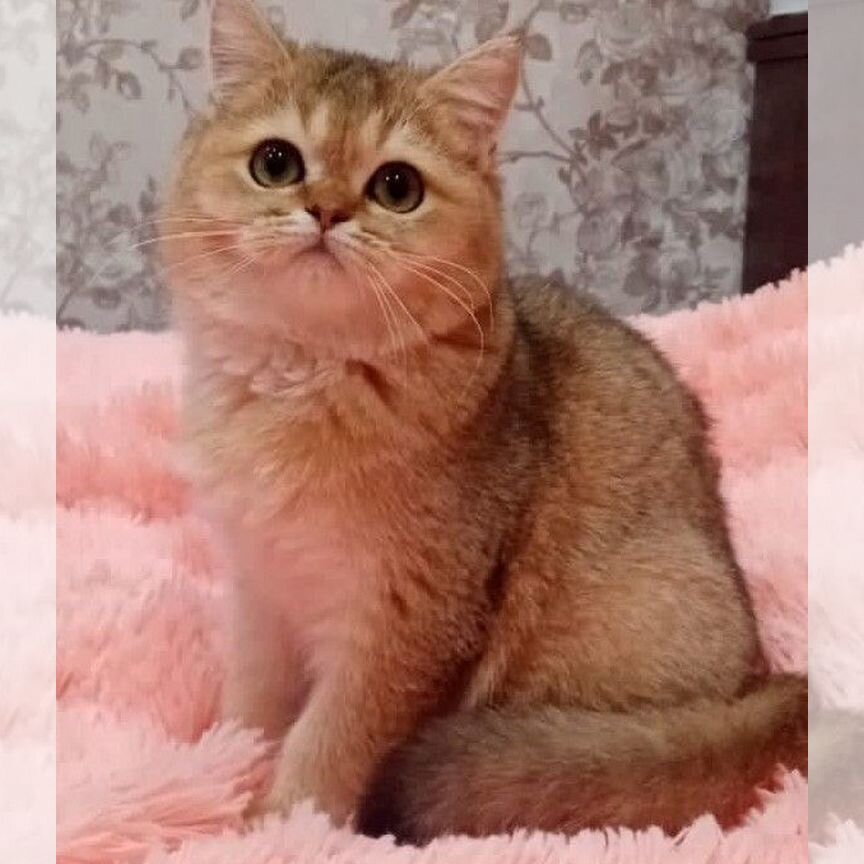 Шотландские кошечки золотая шиншилла