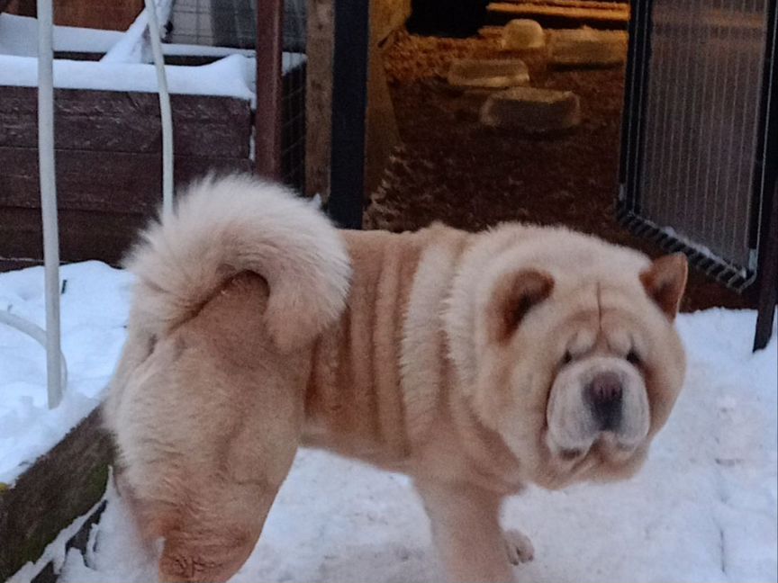 Кобель на вязку