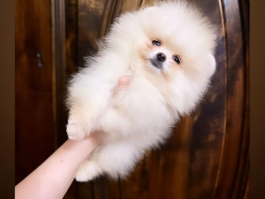 Крем мальчик в типе мишка