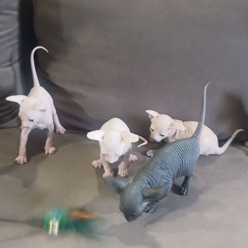 Котята сфинкс канадский продам