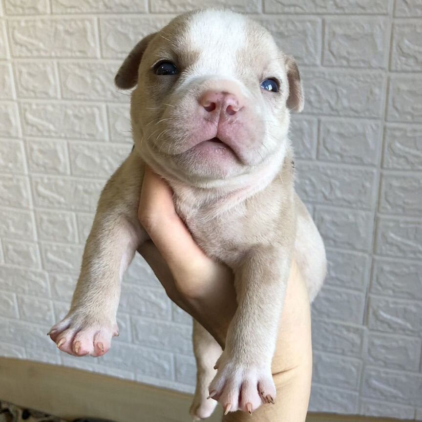 Американский булли, щенок