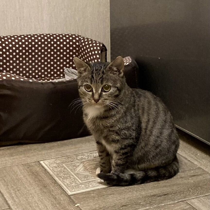 Ласковый котенок в добрые руки