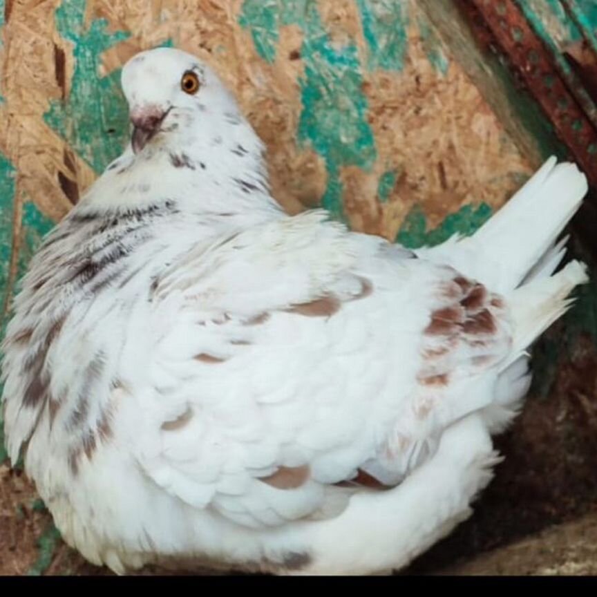 Мясные голуби