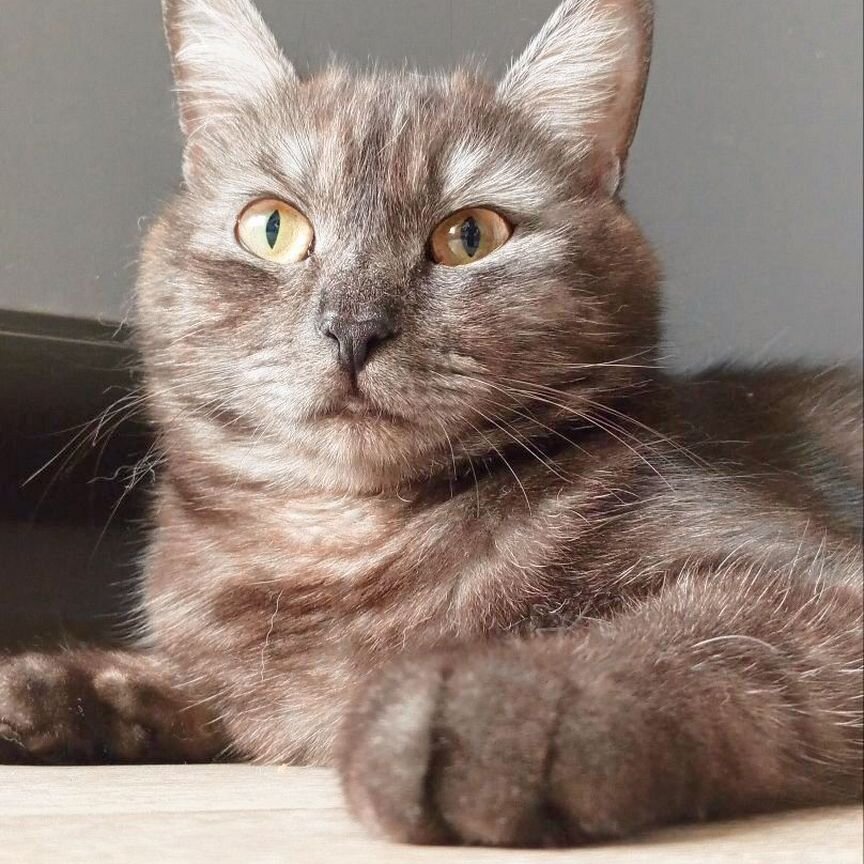 Кошка бесплатно