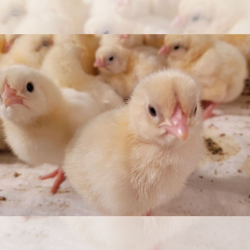 Цыплята бройлера Кобб (700)