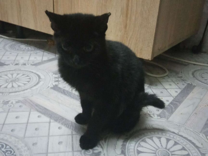 Чёрный кот