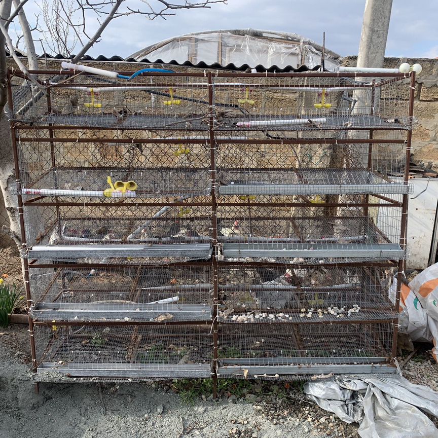 Клетки для перепелов