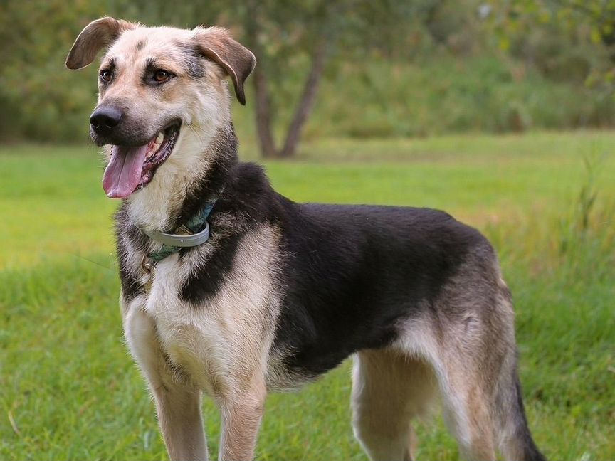 Худышке Чаре очень нужен дом В добрые руки