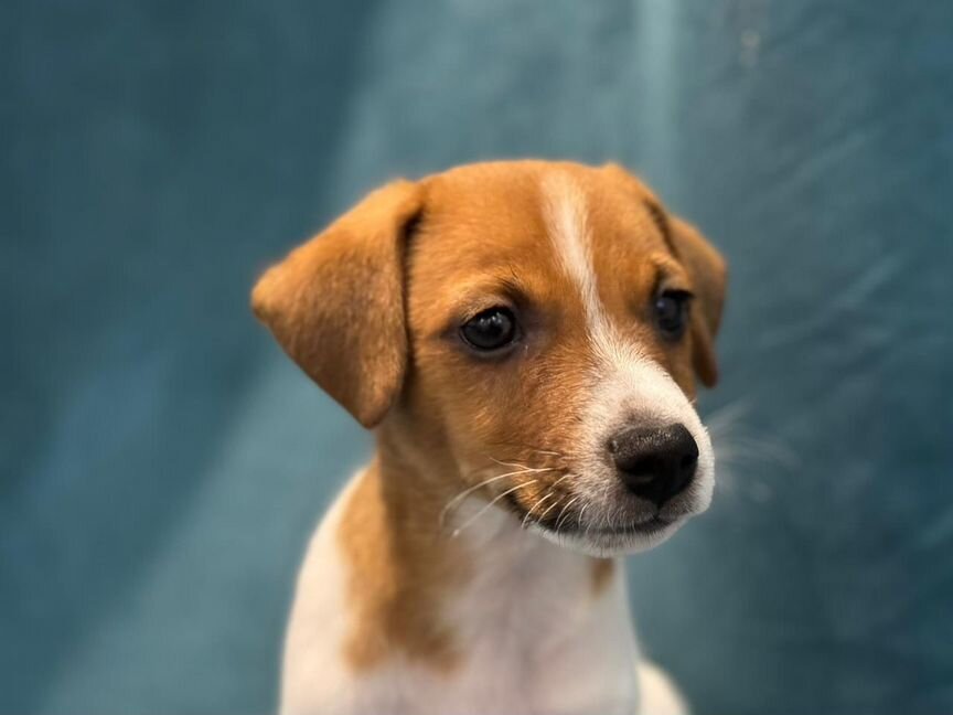 Щенки джек рассел терьер гладкошерстный