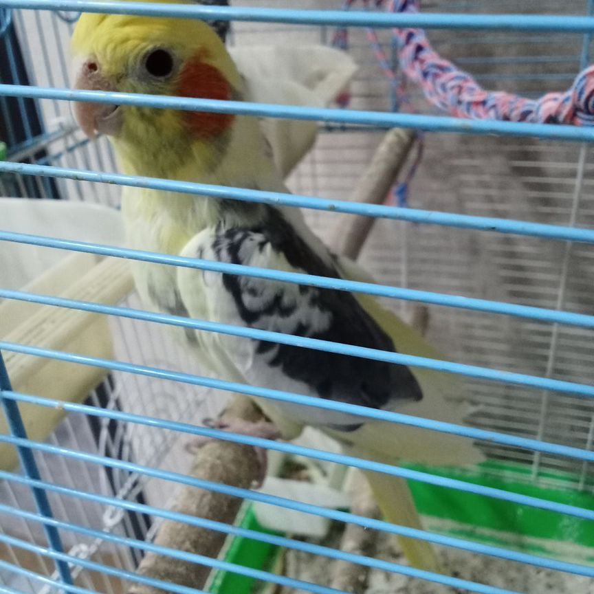 Говорящий попугай