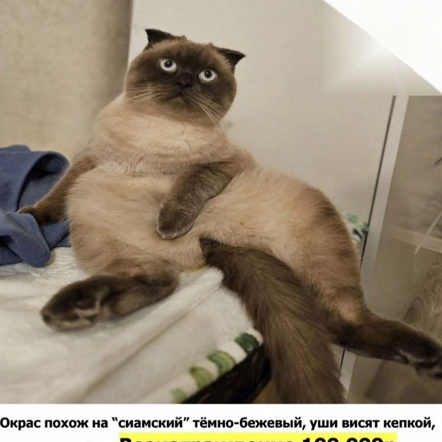 Шотландский вислоухий короткошёрстный, взрослый кот