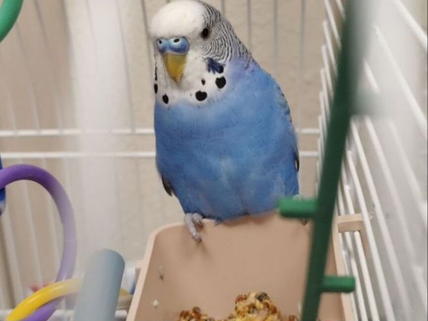 Волнистый попугай