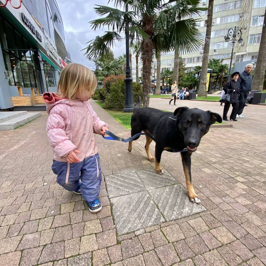 Роскошный чёрный немец овчарка в добрые руки