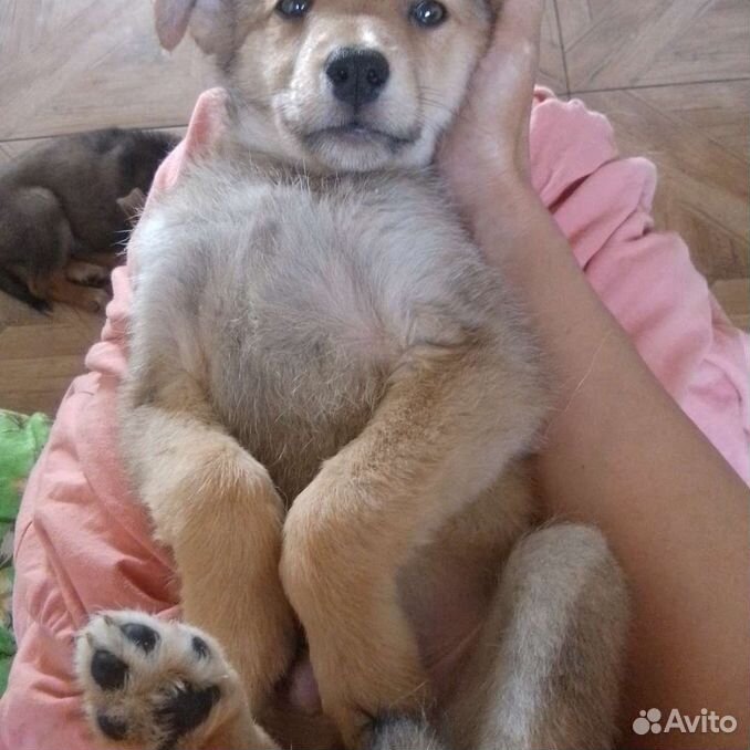 Щенок для души