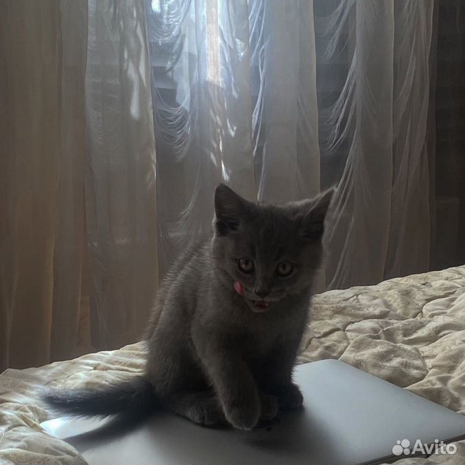 Котенок британский 2 месяца