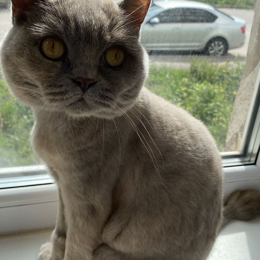 Британская