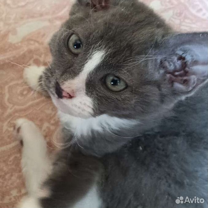 Кудрявый малыш ищет себе человека