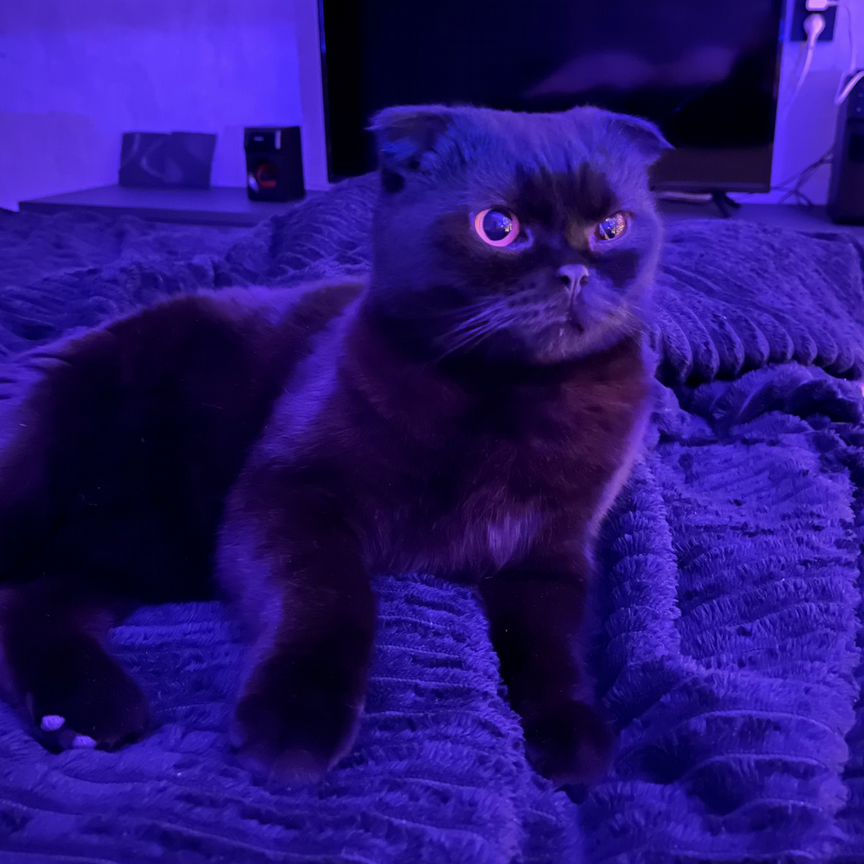 Шотландский вислоухий длинношёрстный, взрослый кот