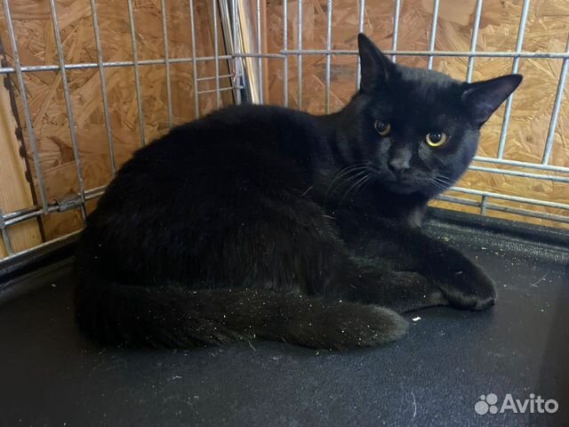 Котик Глаш в добрые руки
