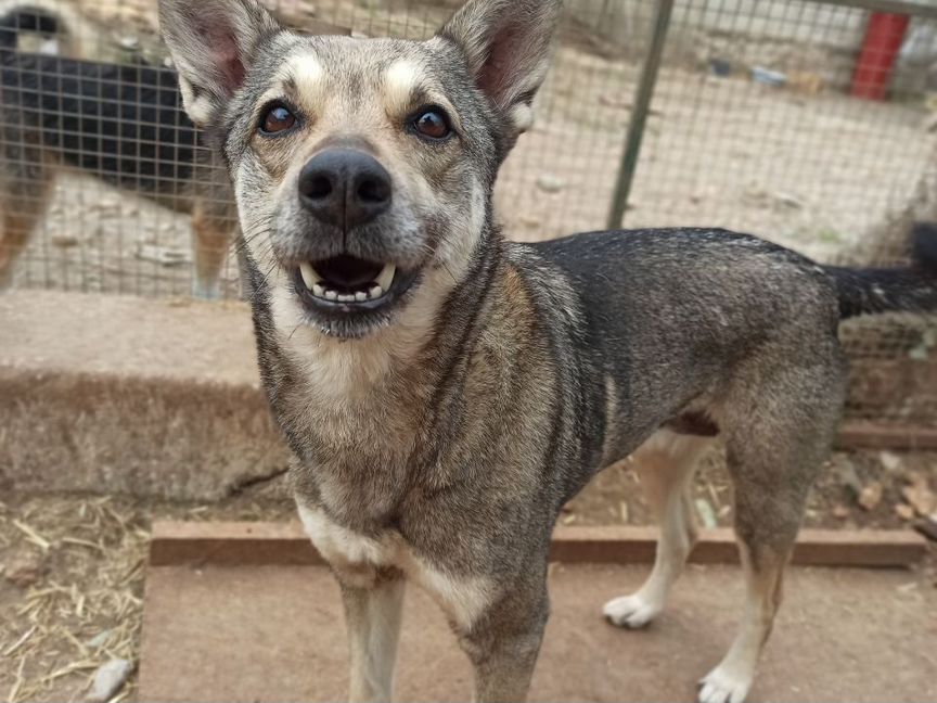 Чудесная собака в добрые руки